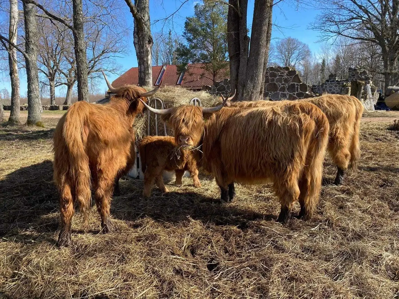 Esileht – Terashunt